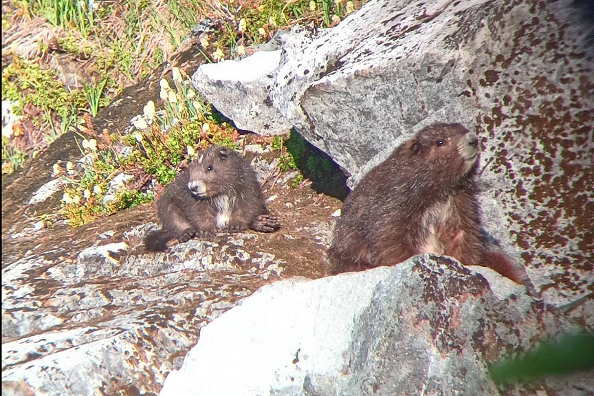 Reseachers find three new Vancouver Island Marmot colonies this summer ...