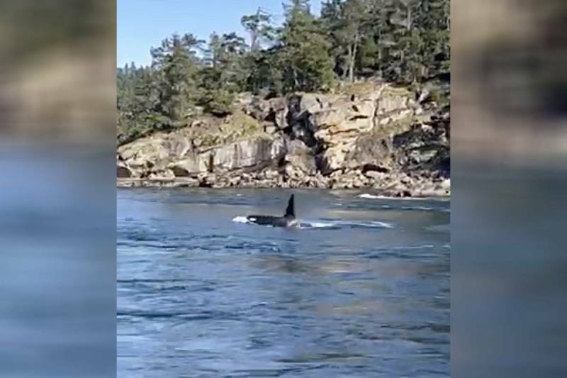 VIDEO: J-pod orcas ride a fast ocean current in a narrow passage off ...