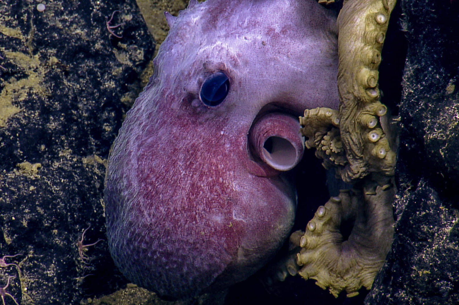 Deep-sea octopus garden nursery discovered beneath B.C. waves - West ...