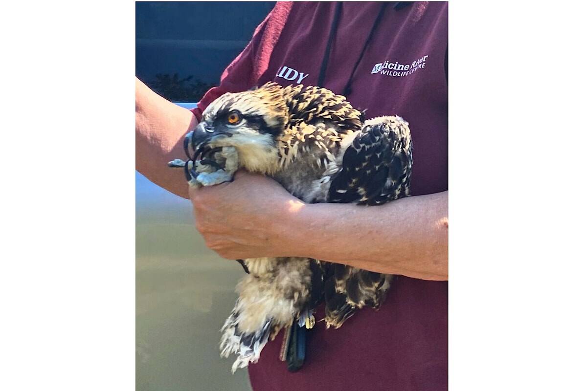 Team effort saves osprey chick in Red Deer: ‘It’s more than just a ...
