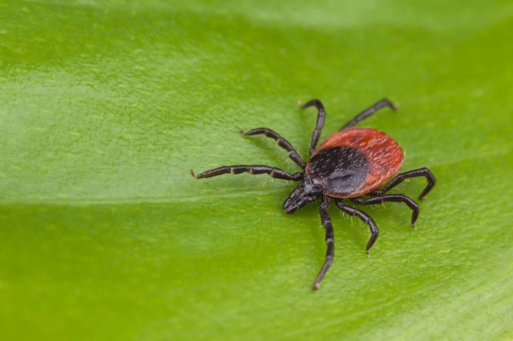 How to stay tick free this summer - West Coast Traveller